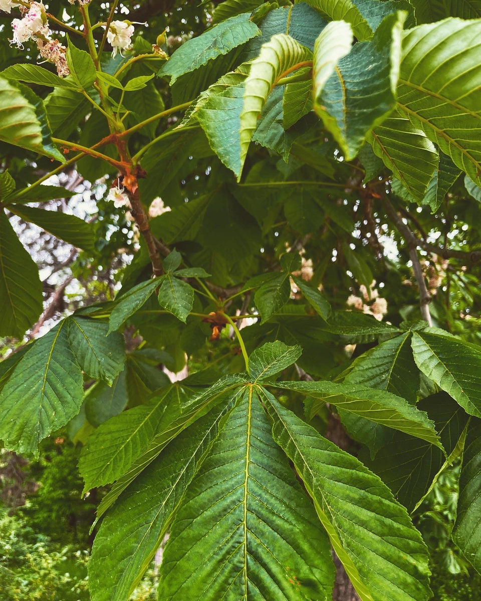 Horse Chestnut Flower Essence for Learning from Our Mistakes. – Acorn ...